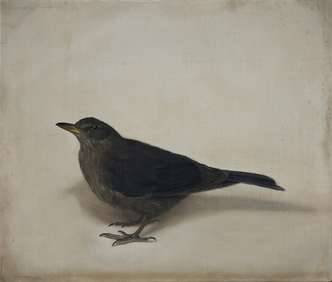 Blackbird by Derrick Guild | The Scottish Gallery