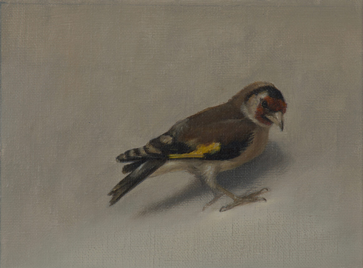 Goldfinch Looking Down - The Scottish Gallery