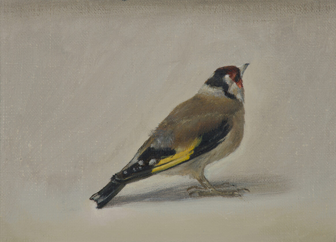 Goldfinch Looking Up by Derrick Guild | The Scottish Gallery