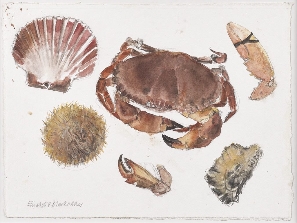 Crabs and Other Shells II by Elizabeth Blackadder | The Scottish Gallery